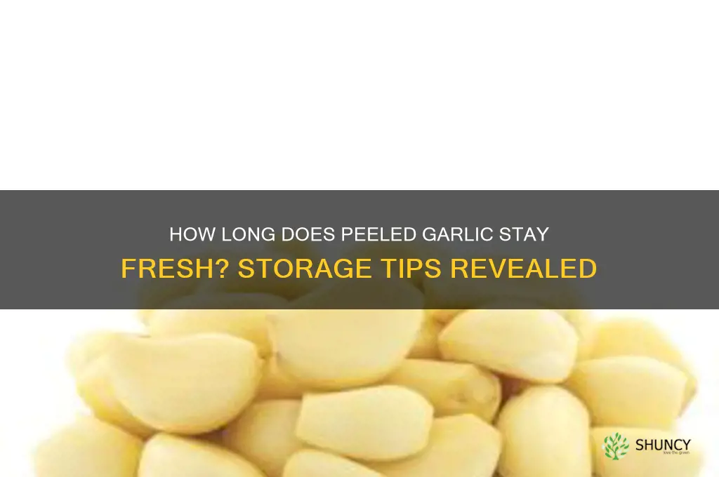 How Long Does Peeled Garlic Stay Fresh? Storage Tips Revealed | ShunCy