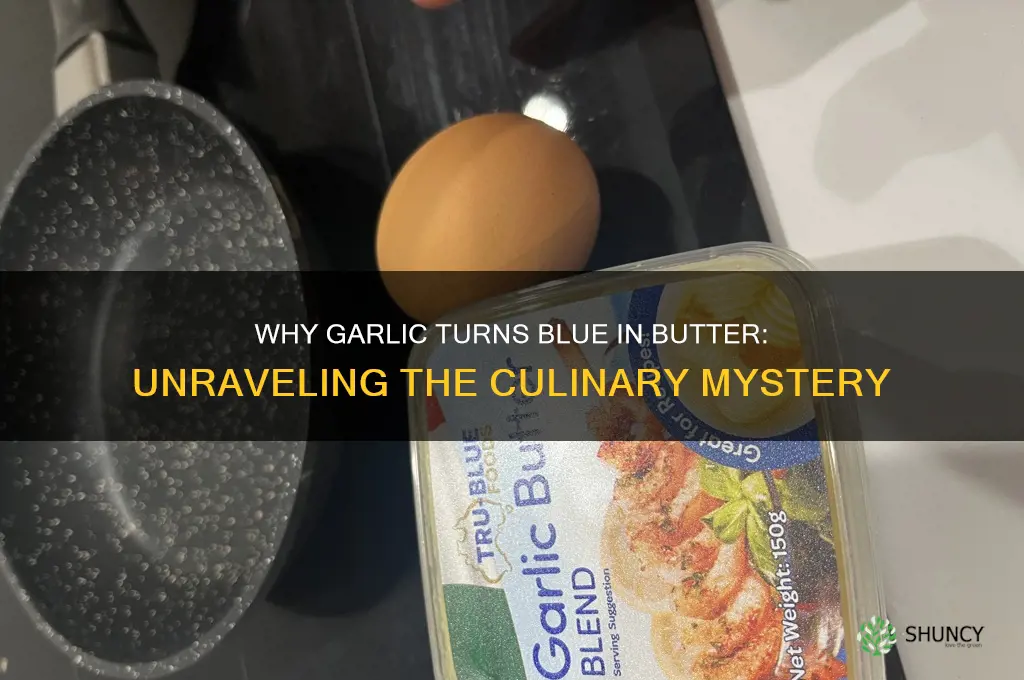 Why Garlic Turns Blue In Butter: Unraveling The Culinary Mystery | ShunCy