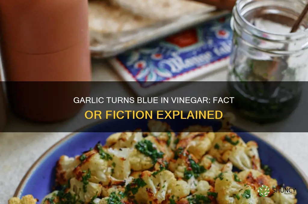 Garlic Turns Blue In Vinegar: Fact Or Fiction Explained | ShunCy