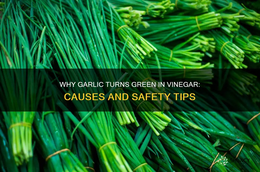 Why Garlic Turns Green In Vinegar: Causes And Safety Tips | ShunCy