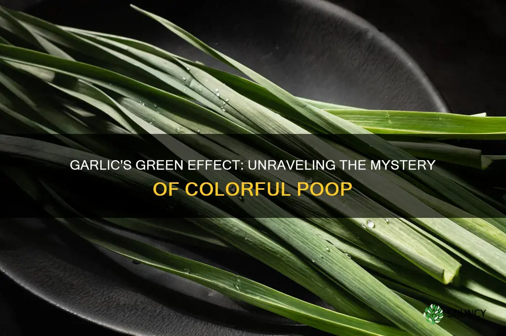 Garlic's Green Effect: Unraveling The Mystery Of Colorful Poop | ShunCy