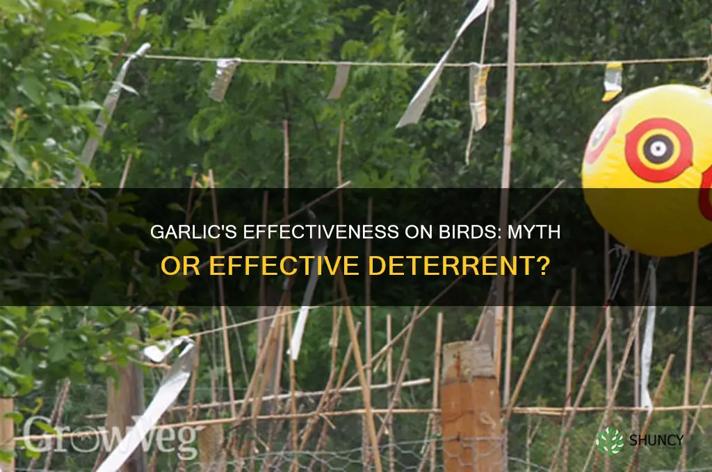 Garlic's Effectiveness On Birds: Myth Or Effective Deterrent? | ShunCy