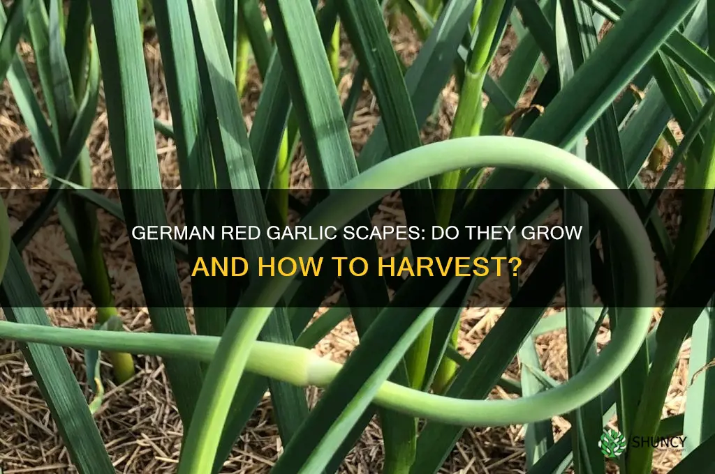 German Red Garlic Scapes: Do They Grow And How To Harvest? | ShunCy