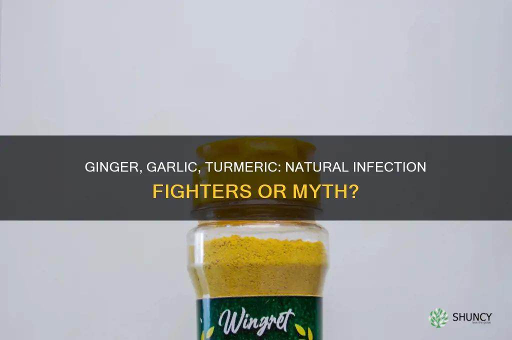 Ginger, Garlic, Turmeric: Natural Infection Fighters Or Myth? | ShunCy