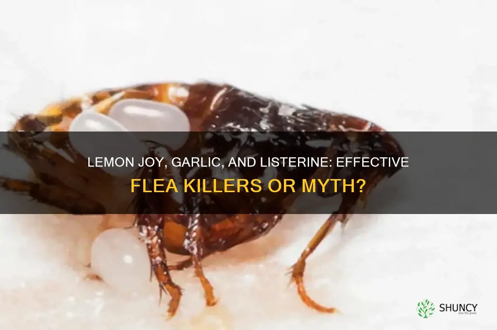 Lemon Joy, Garlic, And Listerine: Effective Flea Killers Or Myth? | ShunCy