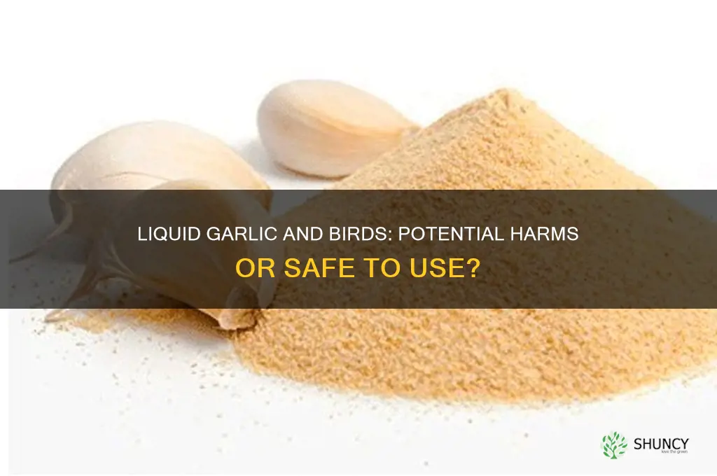 Liquid Garlic And Birds: Potential Harms Or Safe To Use? | ShunCy