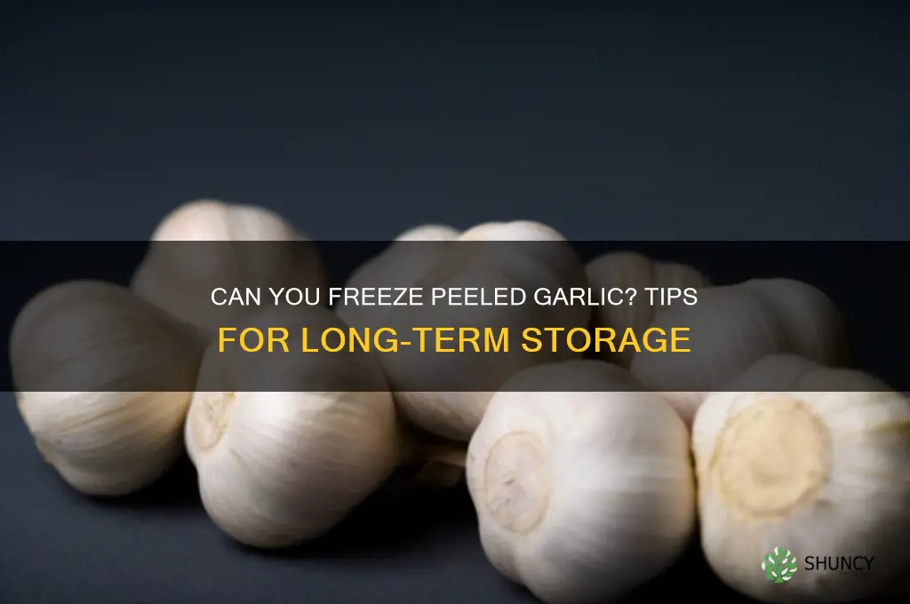 Can You Freeze Peeled Garlic? Tips For Long-Term Storage | ShunCy