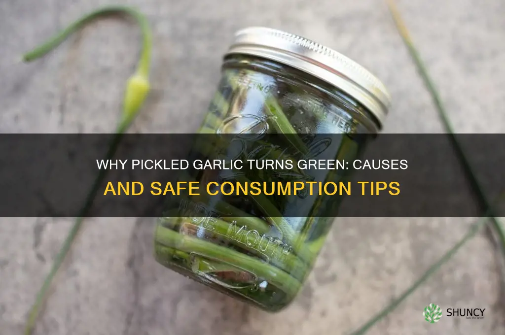 Why Pickled Garlic Turns Green: Causes And Safe Consumption Tips | ShunCy