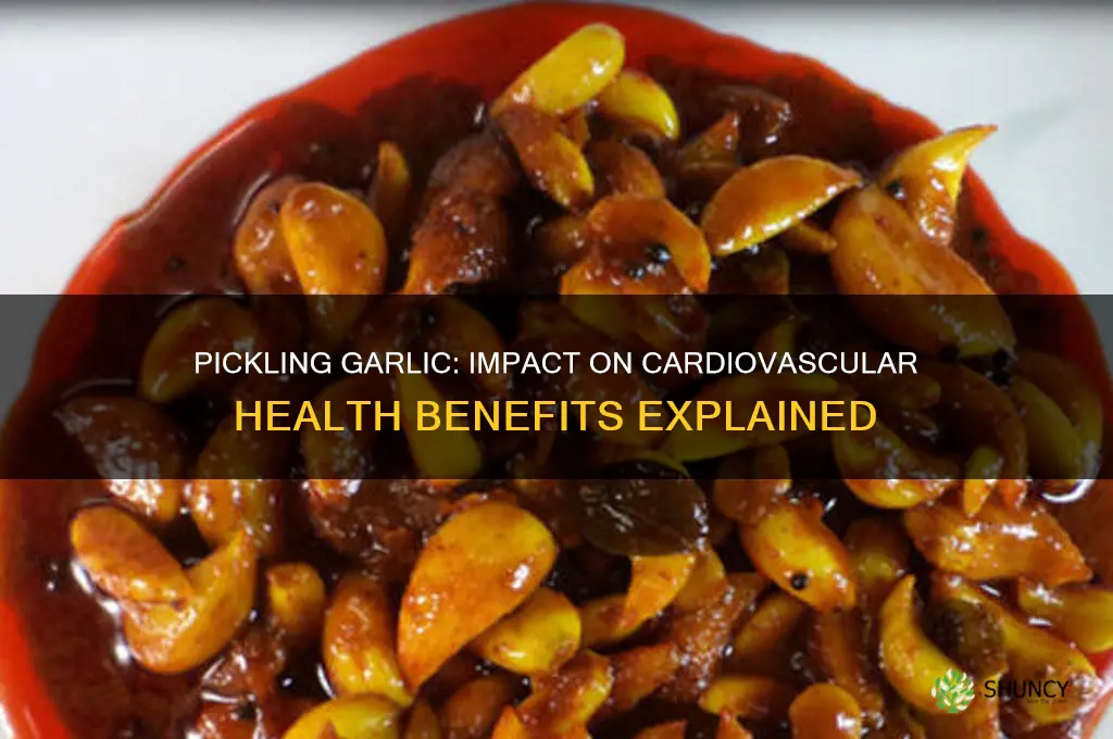 Pickling Garlic: Impact On Cardiovascular Health Benefits Explained ...