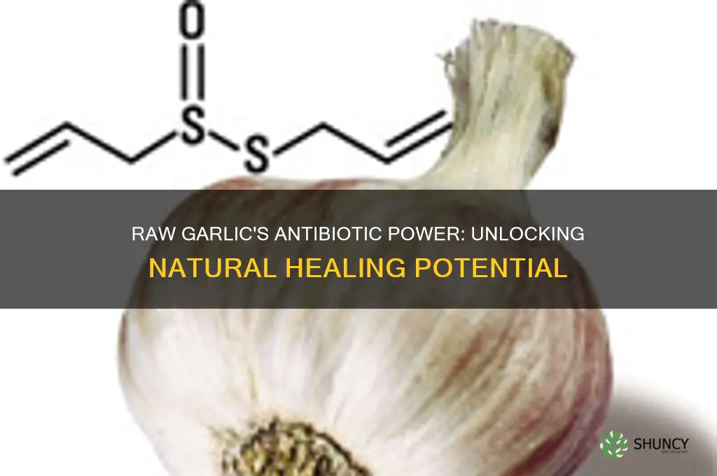 Raw Garlic's Antibiotic Power: Unlocking Natural Healing Potential | ShunCy