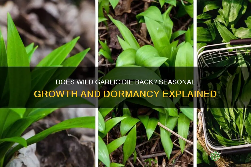 Does Wild Garlic Die Back? Seasonal Growth And Dormancy Explained | ShunCy