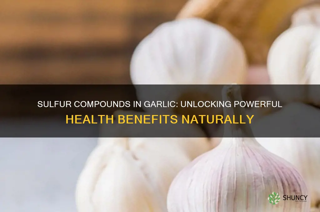 Sulfur Compounds In Garlic: Unlocking Powerful Health Benefits ...