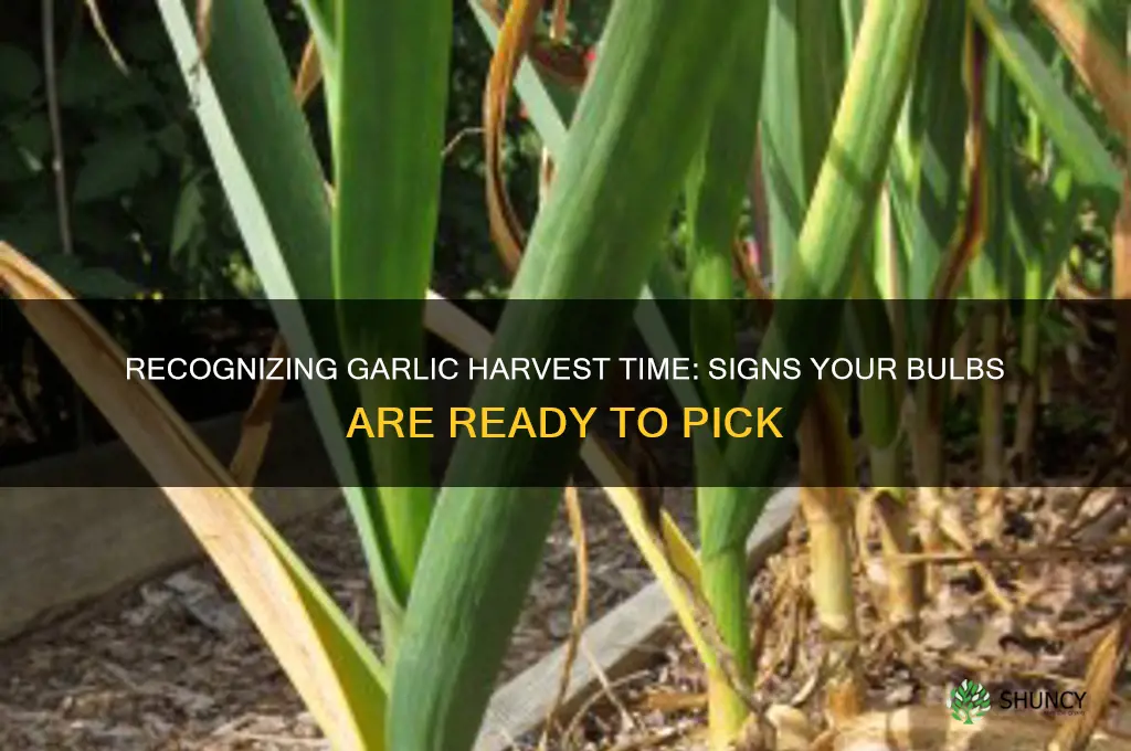 Recognizing Garlic Harvest Time: Signs Your Bulbs Are Ready To Pick ...