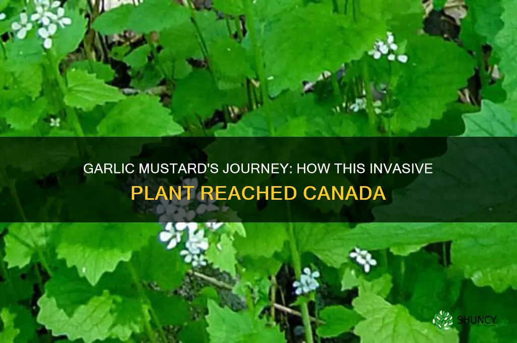 Garlic Mustard's Journey: How This Invasive Plant Reached Canada | ShunCy