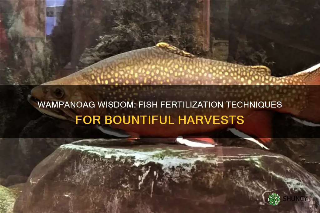 Wampanoag Wisdom: Fish Fertilization Techniques For Bountiful Harvests ...