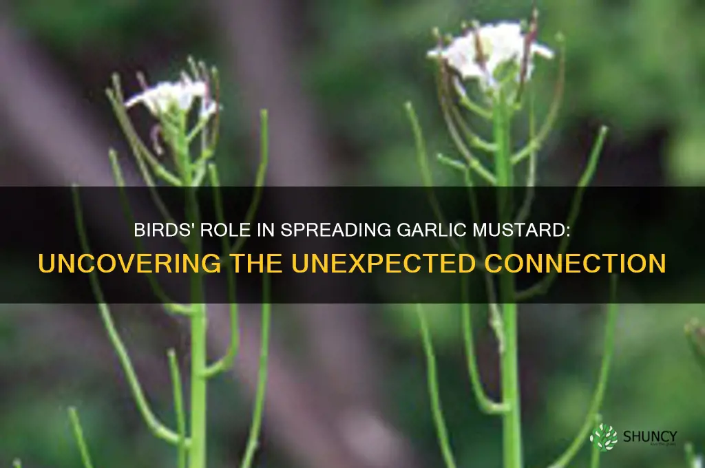 Birds' Role In Spreading Garlic Mustard: Uncovering The Unexpected ...
