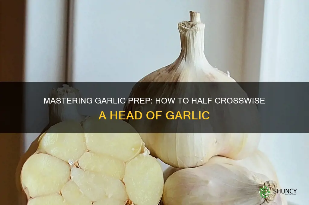 Mastering Garlic Prep: How To Half Crosswise A Head Of Garlic | ShunCy