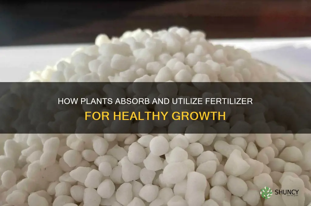 How Plants Absorb And Utilize Fertilizer For Healthy Growth | ShunCy