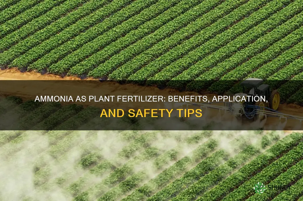 Ammonia As Plant Fertilizer: Benefits, Application, And Safety Tips ...