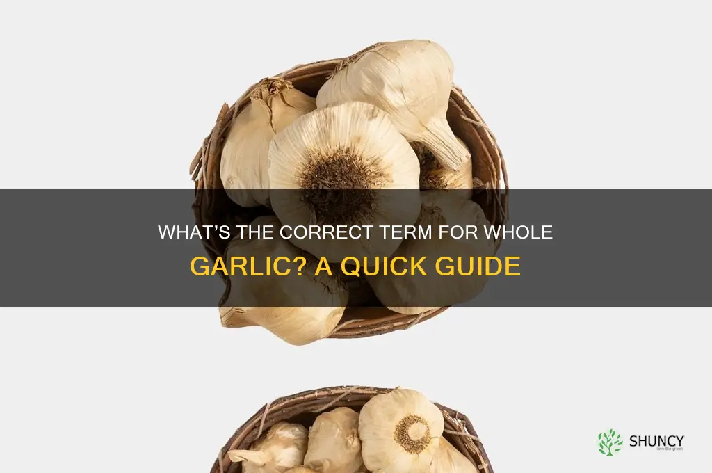 What’S The Correct Term For Whole Garlic? A Quick Guide | ShunCy