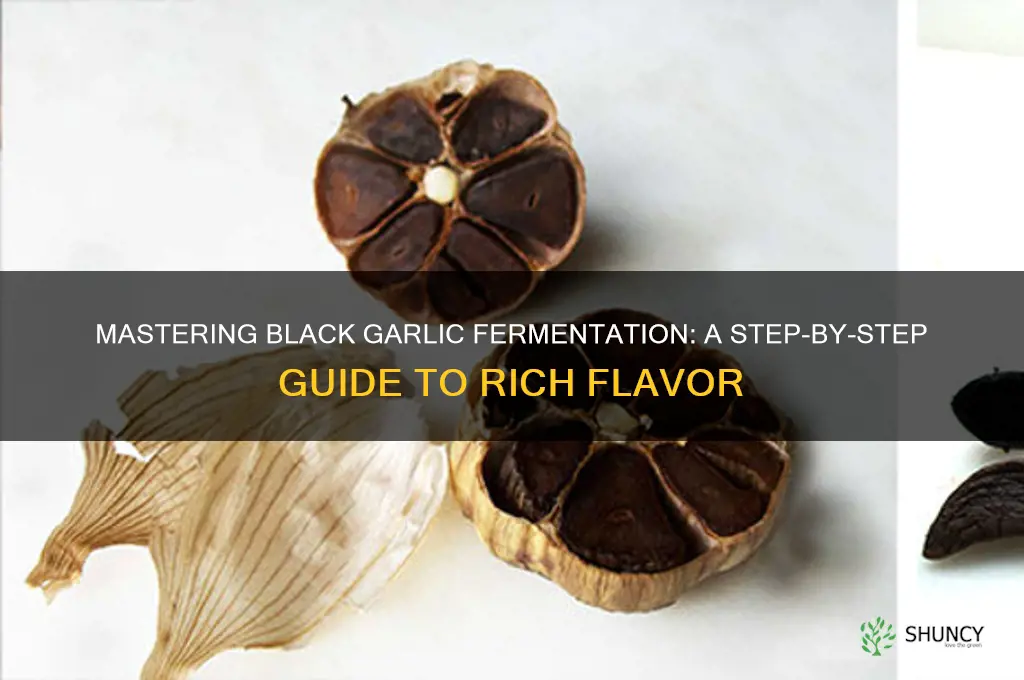 Mastering Black Garlic Fermentation: A Step-By-Step Guide To Rich ...