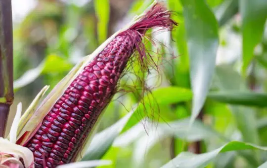 How to grow Indian corn | ShunCy - Love the green