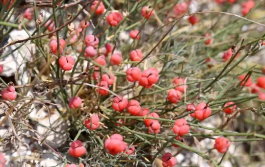 How to grow ephedra plant | ShunCy - Love the green