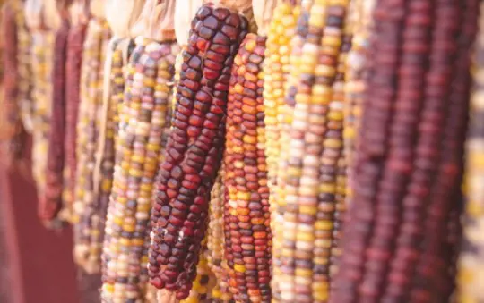 How to grow Indian corn | ShunCy - Love the green