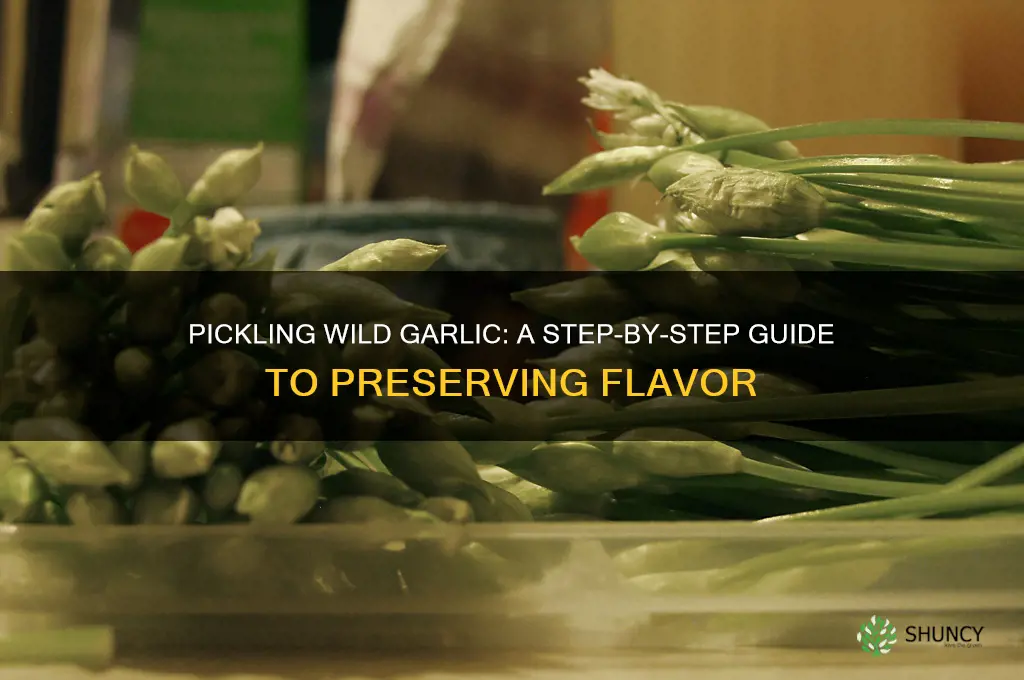 Pickling Wild Garlic: A Step-By-Step Guide To Preserving Flavor | ShunCy