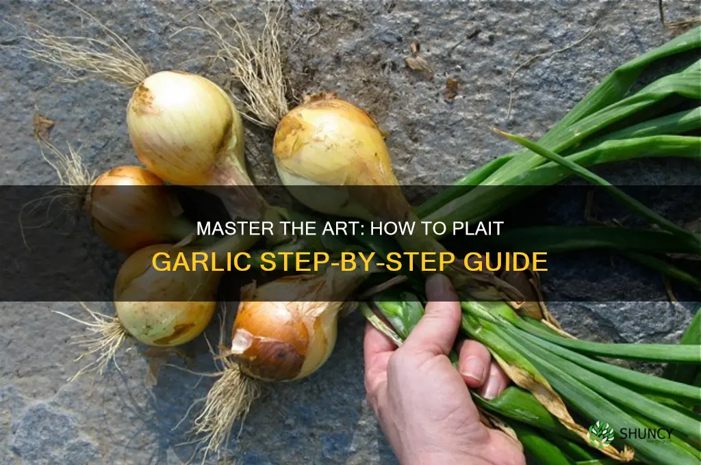 Master The Art: How To Plait Garlic Step-By-Step Guide | ShunCy