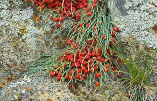 How to grow ephedra plant | ShunCy - Love the green