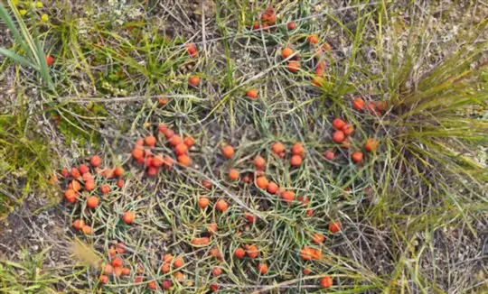 How to grow ephedra plant | ShunCy - Love the green