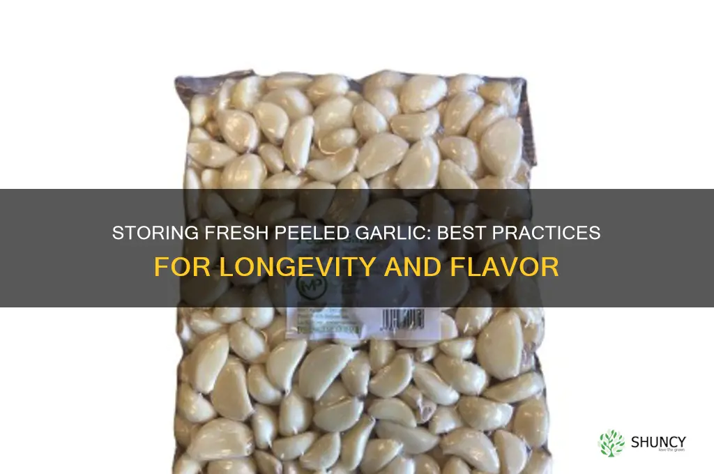 Storing Fresh Peeled Garlic: Best Practices For Longevity And Flavor ...