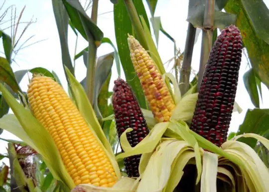 How To Grow Indian Corn Shuncy Love The Green