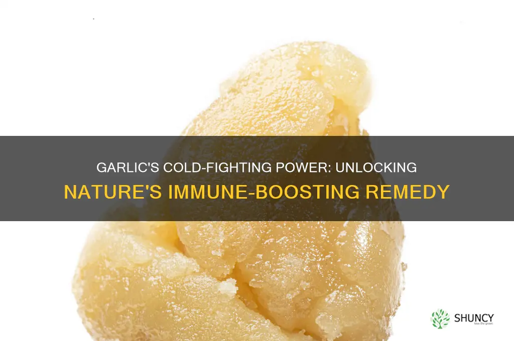 Garlic's Cold-Fighting Power: Unlocking Nature's Immune-Boosting Remedy ...