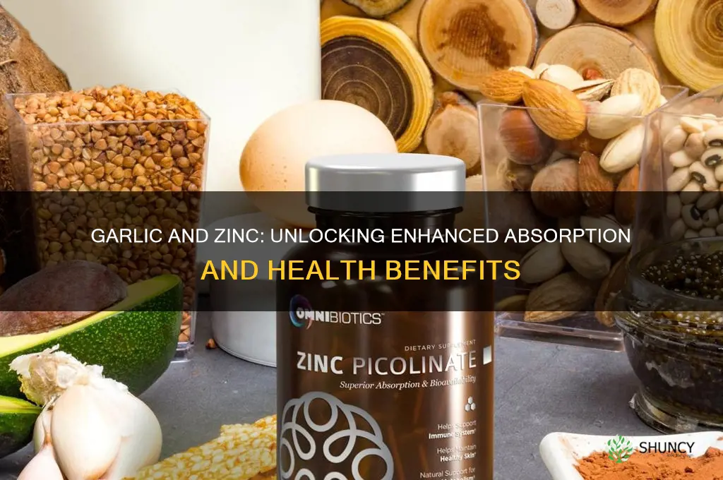 Garlic And Zinc: Unlocking Enhanced Absorption And Health Benefits | ShunCy