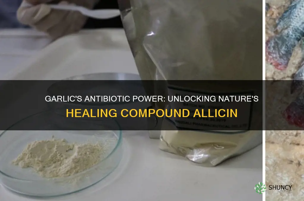 Garlic's Antibiotic Power: Unlocking Nature's Healing Compound Allicin ...