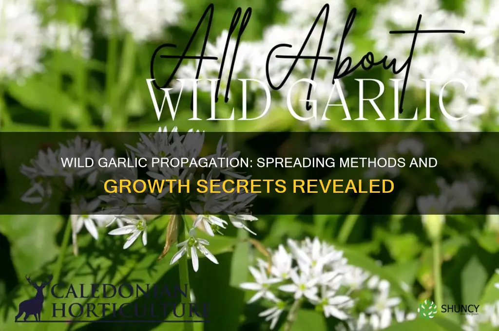 Wild Garlic Propagation: Spreading Methods And Growth Secrets Revealed ...