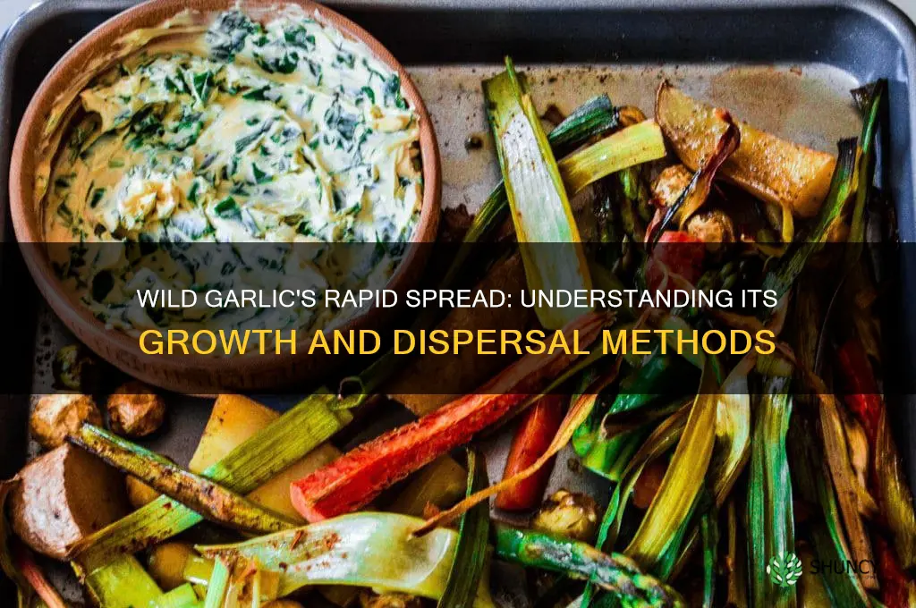 Wild Garlic's Rapid Spread: Understanding Its Growth And Dispersal ...