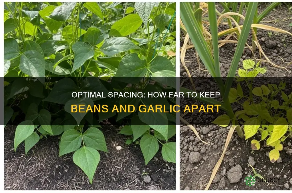 Optimal Spacing: How Far To Keep Beans And Garlic Apart | ShunCy