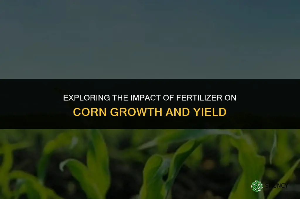 Exploring The Impact Of Fertilizer On Corn Growth And Yield | ShunCy