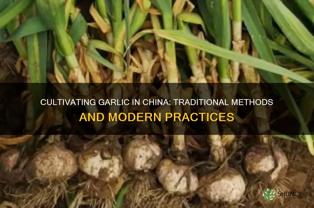 Cultivating Garlic In China: Traditional Methods And Modern Practices ...