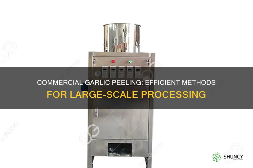 Commercial Garlic Peeling: Efficient Methods For Large-Scale Processing ...