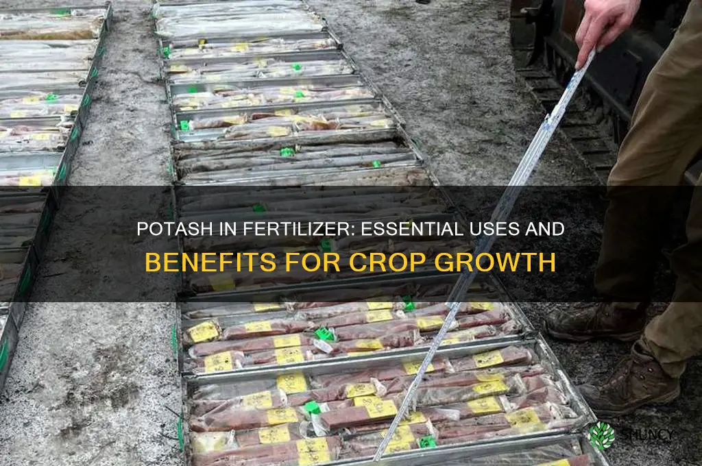 Potash In Fertilizer: Essential Uses And Benefits For Crop Growth | ShunCy