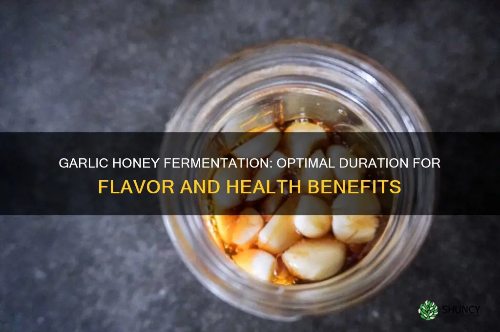 Garlic Honey Fermentation: Optimal Duration For Flavor And Health ...