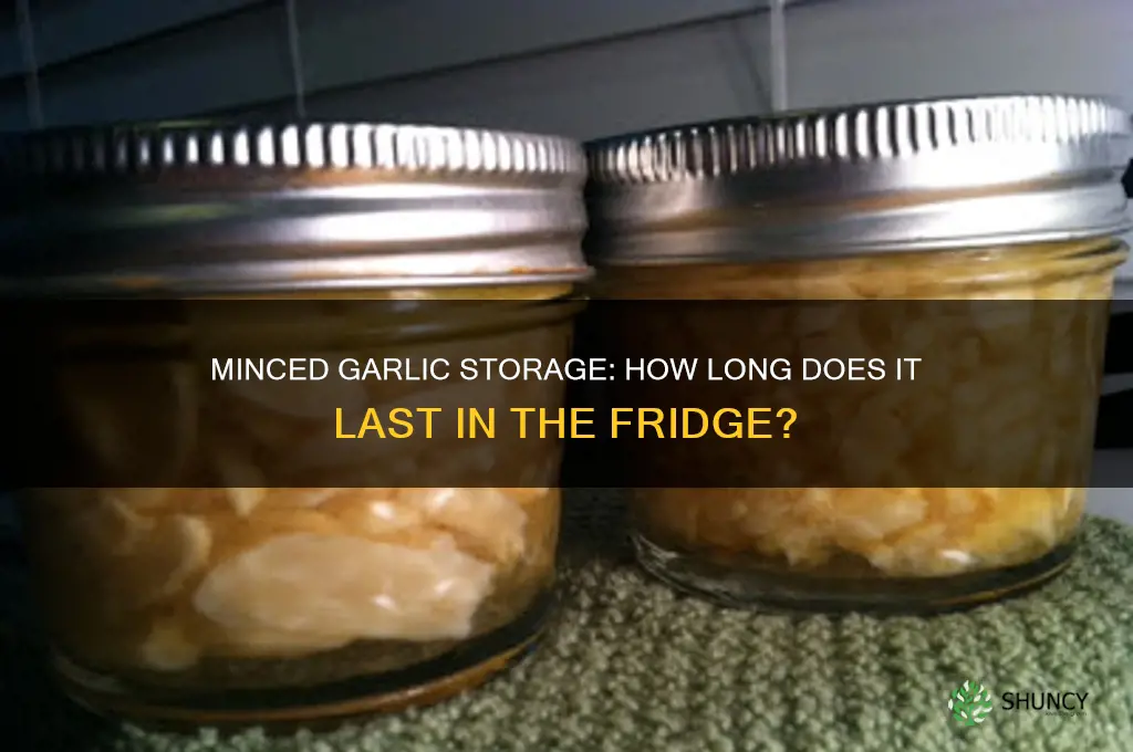 Minced Garlic Storage: How Long Does It Last In The Fridge? | ShunCy