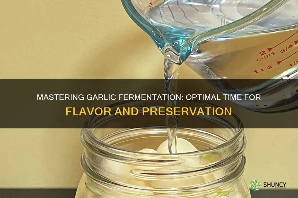 Mastering Garlic Fermentation: Optimal Time For Flavor And Preservation ...