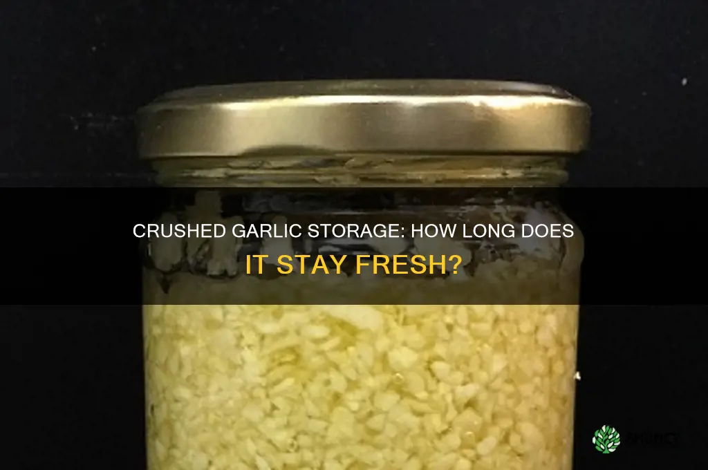 Crushed Garlic Storage: How Long Does It Stay Fresh? | ShunCy