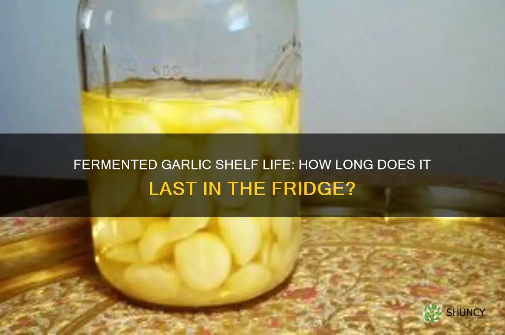 Fermented Garlic Shelf Life: How Long Does It Last In The Fridge? | ShunCy