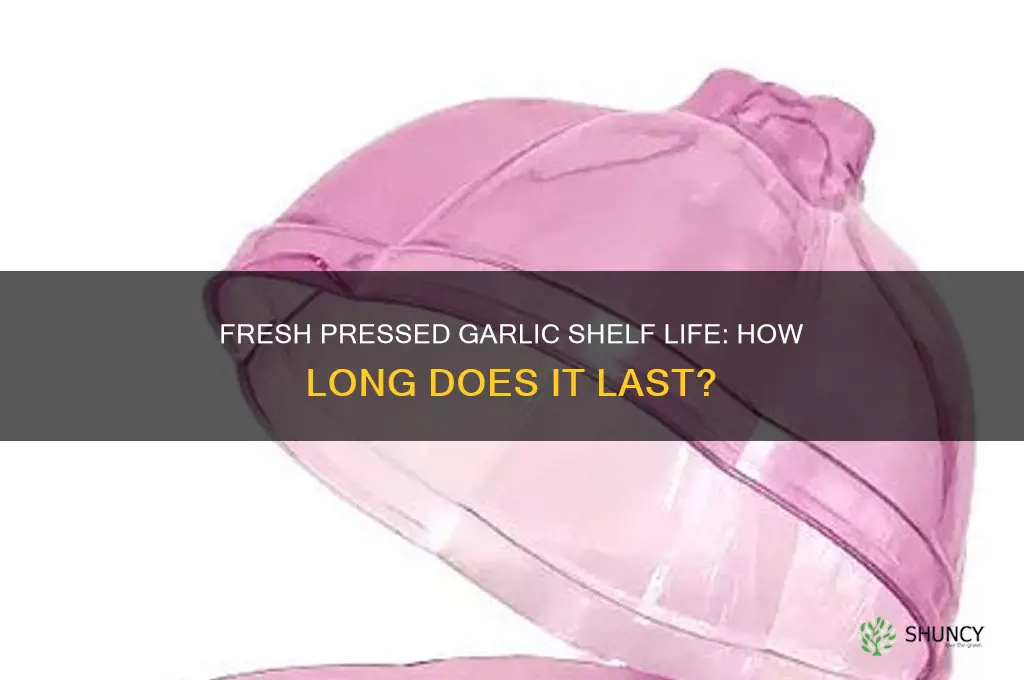 Fresh Pressed Garlic Shelf Life: How Long Does It Last? | ShunCy